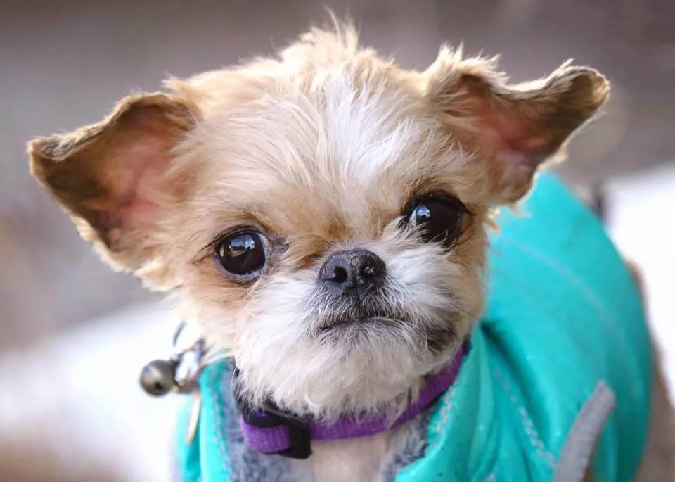 Gremmy's Story - National Mill Dog Rescue