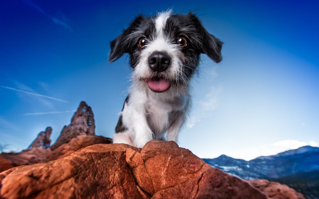 Poindexter_DogBreathPhotography - National Mill Dog Rescue