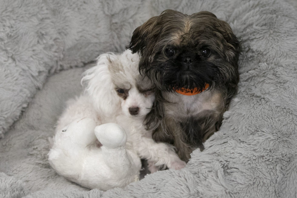 Colorado Adoption Form - National Mill Dog Rescue